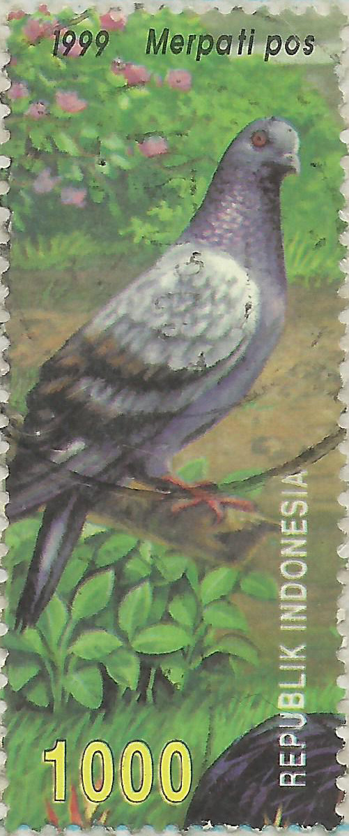 15+ Burung Merpati POS, Motif Baru!