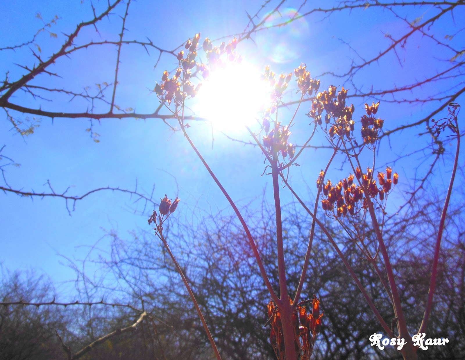 Beautiful Botswana: The Exotic Wild Plant - Botswana