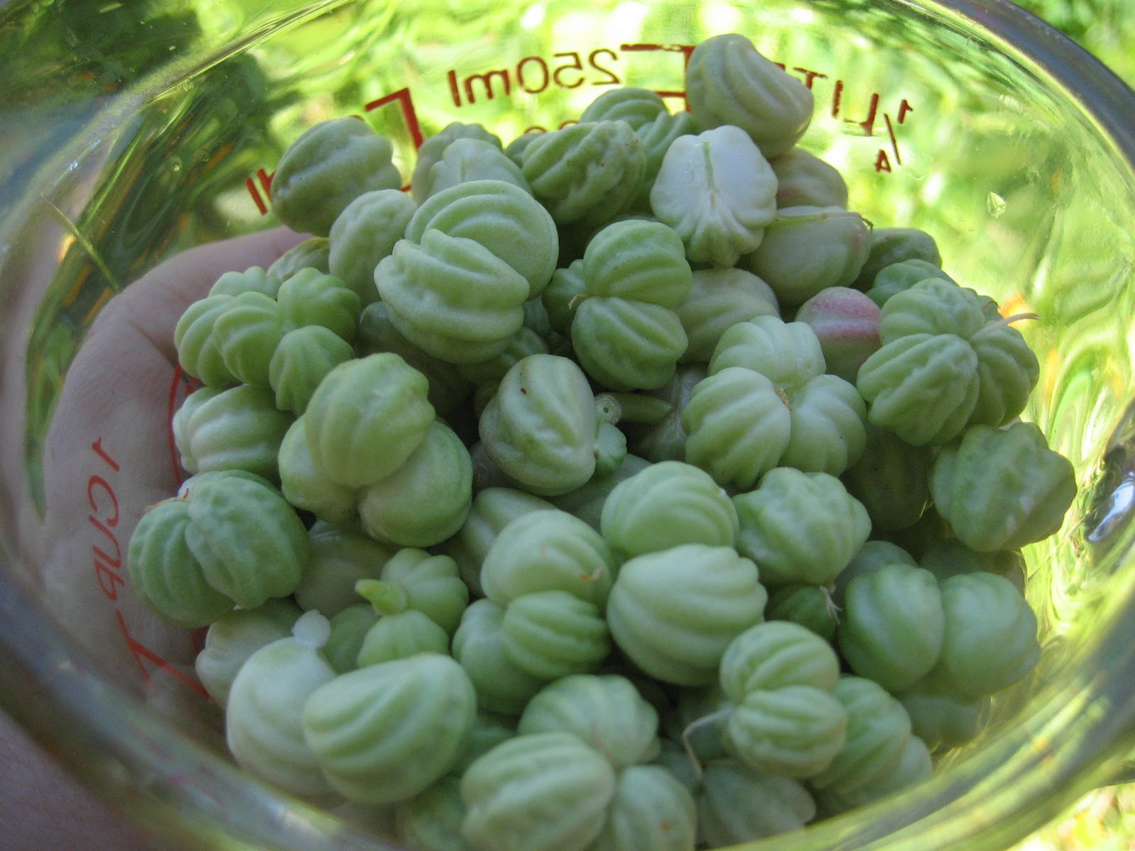 Homemade Trade: Backyard Harvest: Pickling Nasturtium Capers