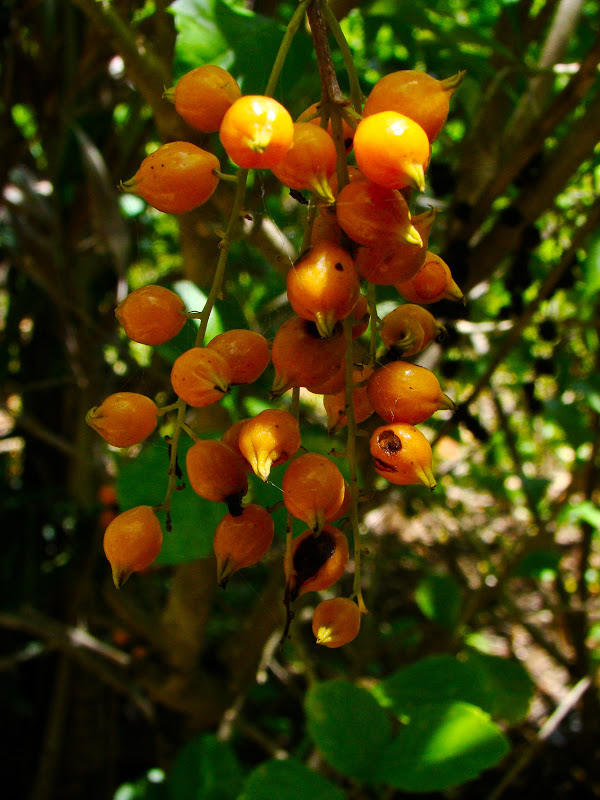 Tamarindo, Costa Rica Daily Photo: Yellow berries