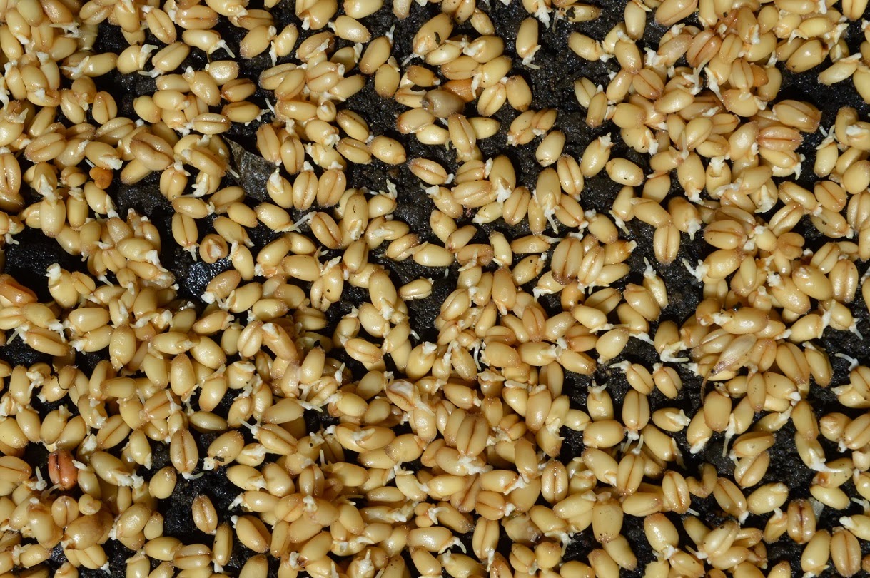 Cómo Germinar Pasto de Trigo / How to grow Wheatgrass