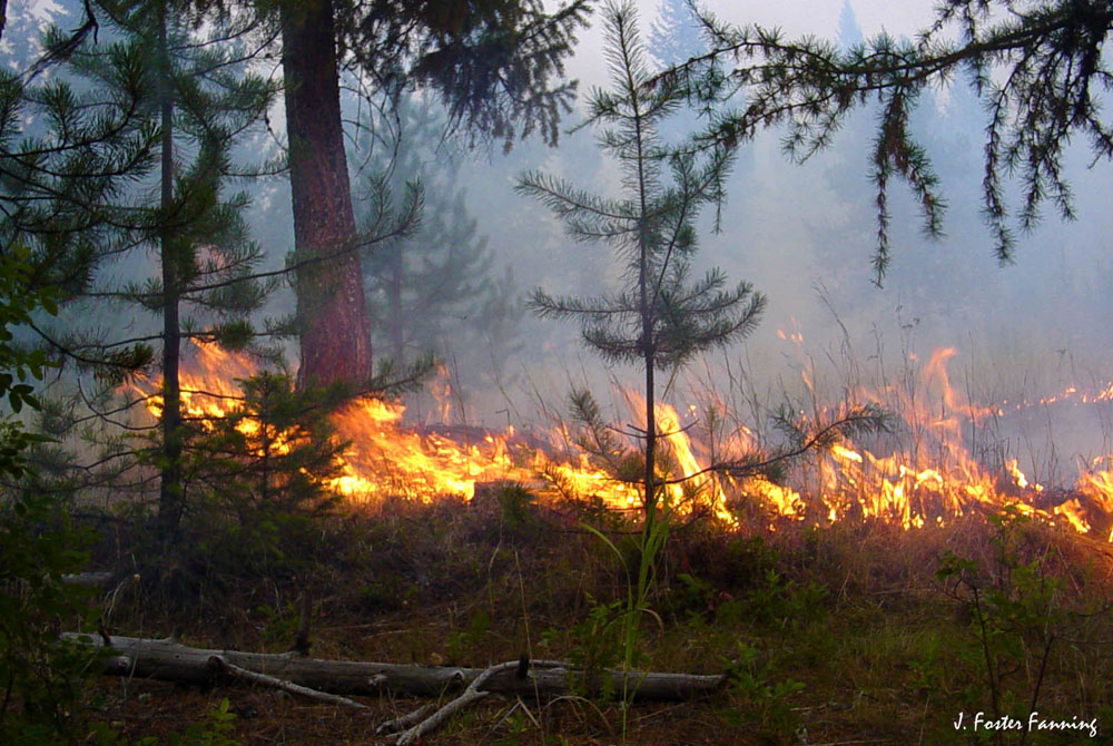 The Okanogan Highlands: Fire Ecology - Okanogan Highlands
