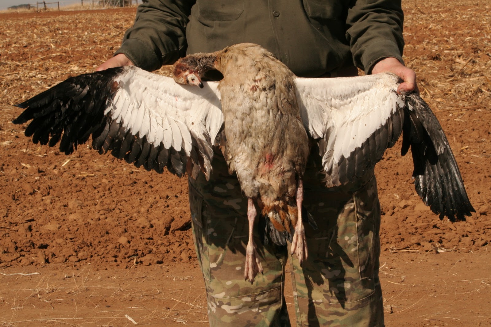 ODYSSEUS TRUNK: African Waterfowl - Kroonstad, South Africa 2011