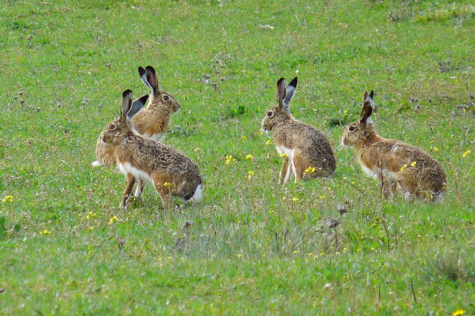 Calamones de la isla: Popurrí veraniego