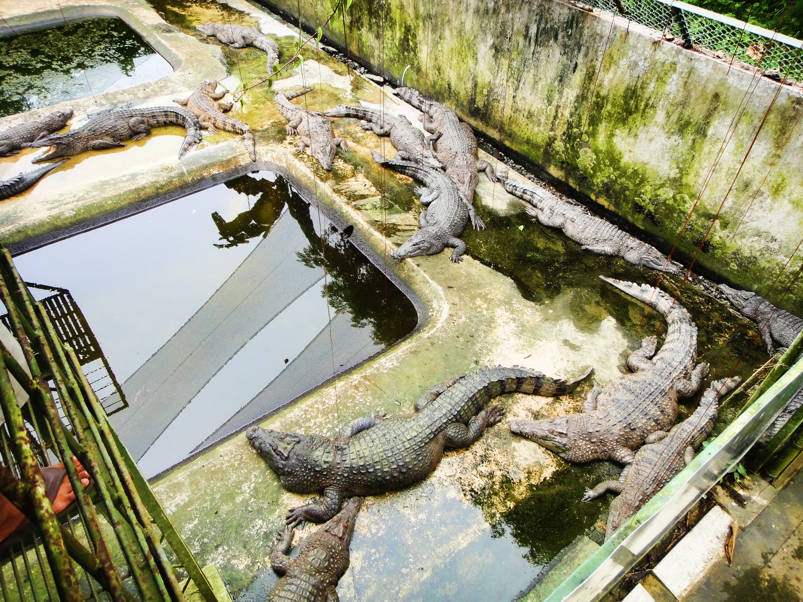 Chopsuey Rice: Crocodile Farm in Puerto Princesa