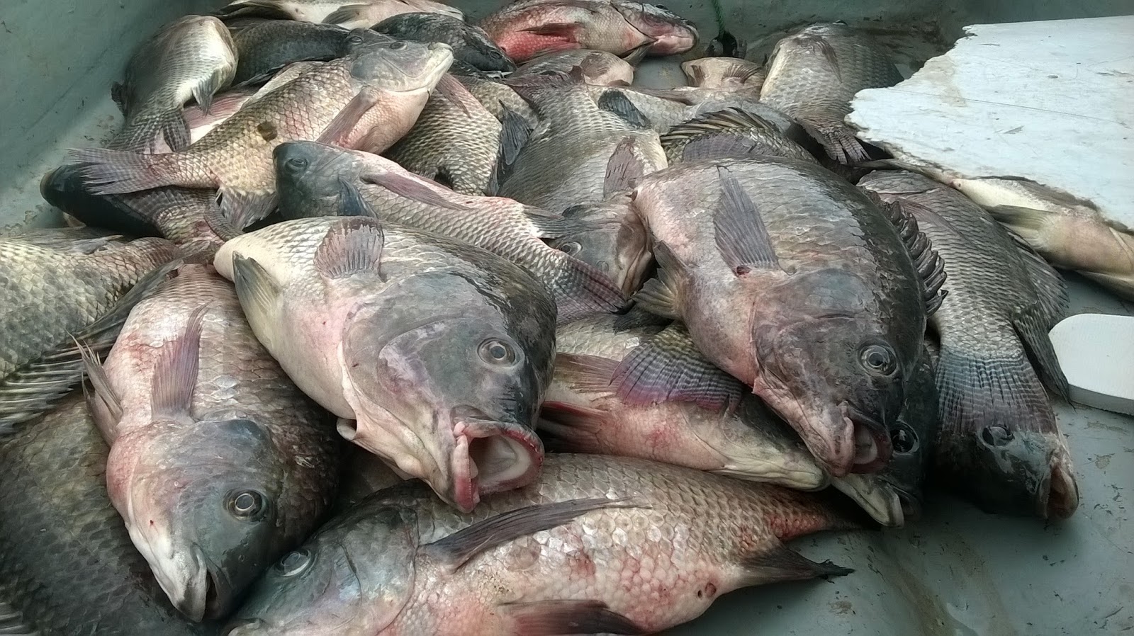 VERTEBRADOS DA REGIÃO DE LAGO CAHORA BASSA: PEIXES DO LAGO CAHORA BASSA