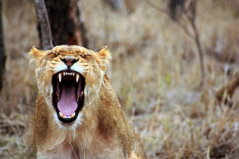 Kumpulan Foto-Foto Singa Afrika HD - Foto Dan Gambar Terbaru