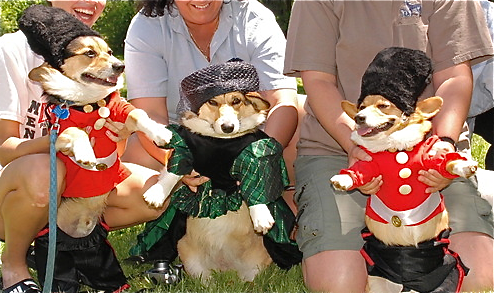 Celtic Corgi: In honour of the Royal Wedding