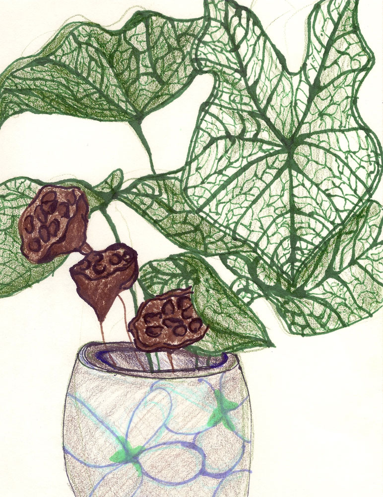 The Rainforest Garden: My Wife's Caladium Drawing
