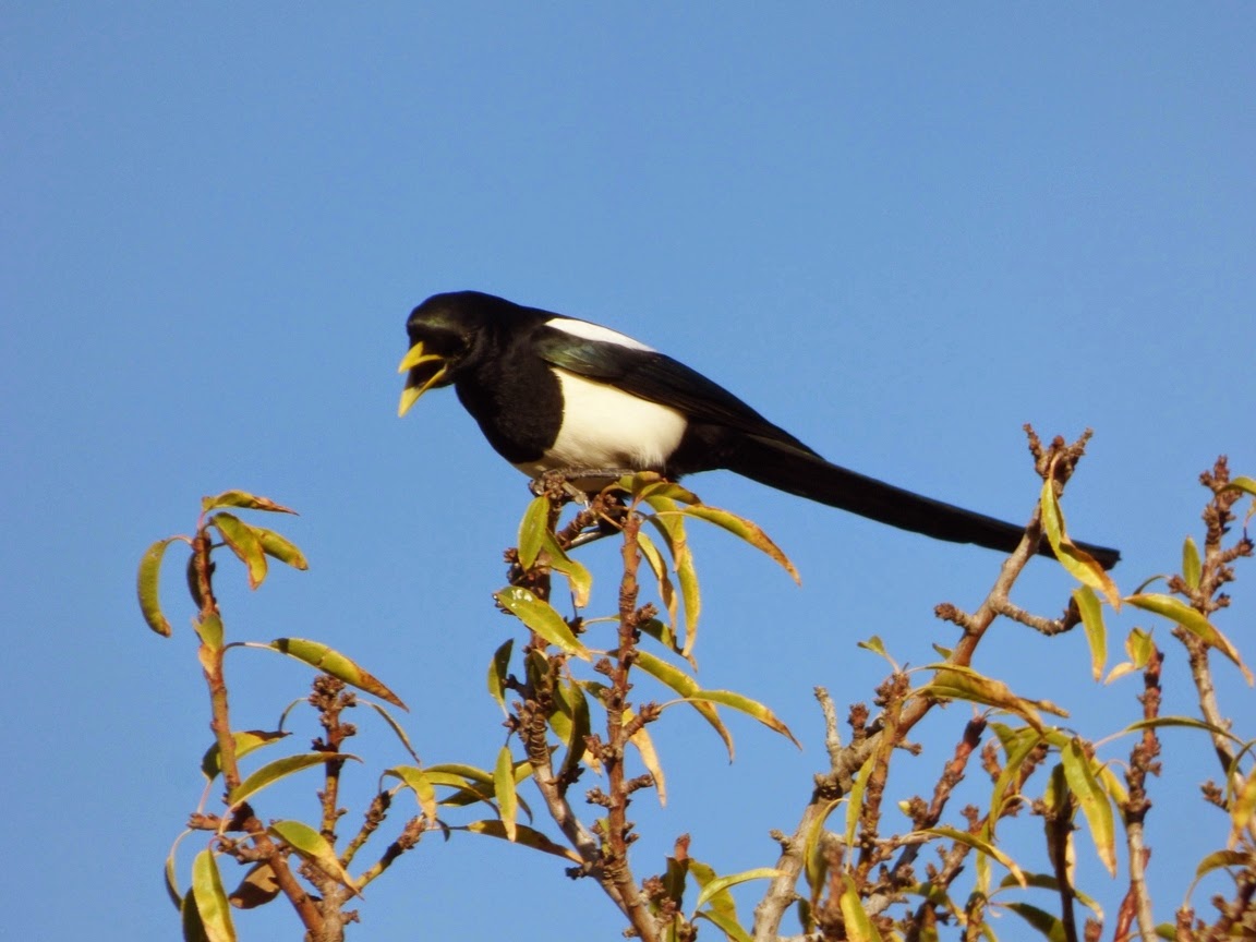 Geotripper's California Birds: Bird of the Day: California's Endemic ...
