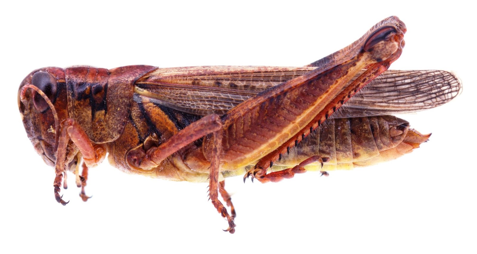 Orthoptera Acrididae