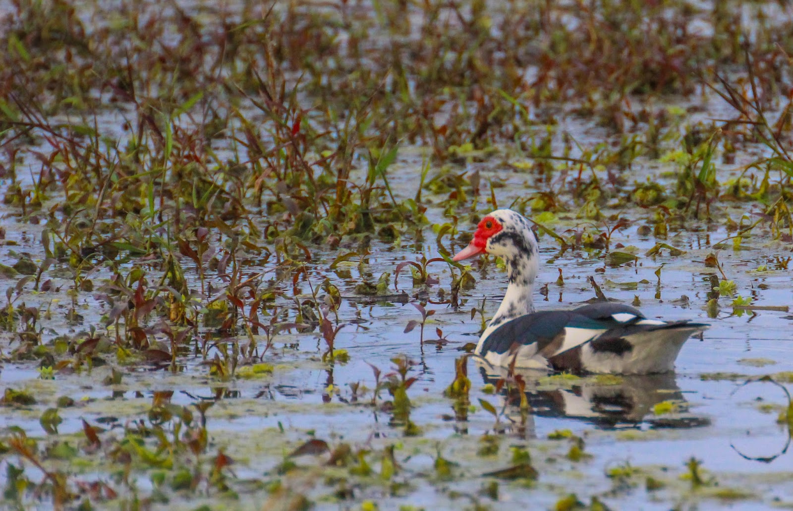 Cannundrums: Muscovy Duck (Feral)