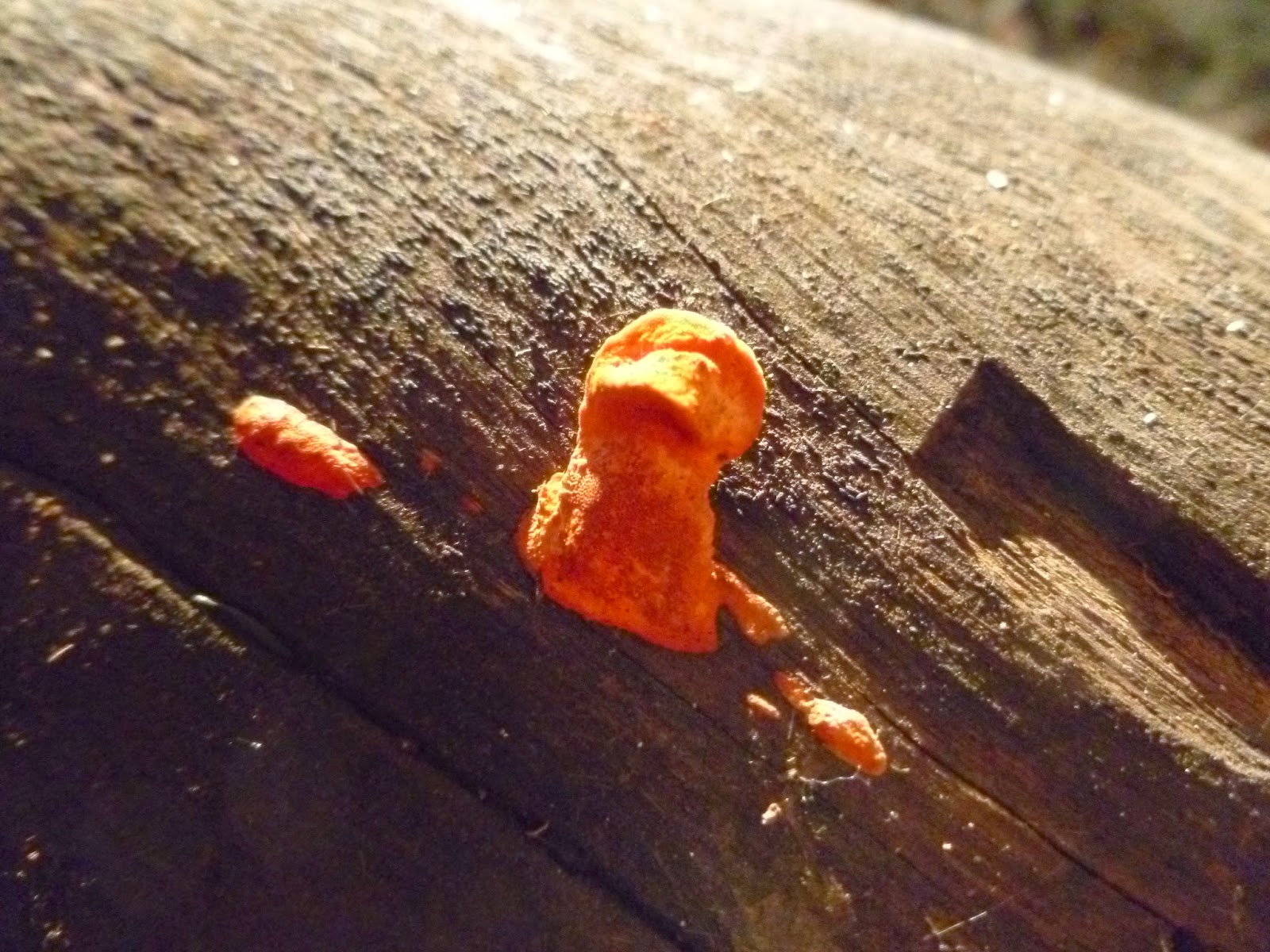 Conhecendo o Reino dos Fungos: Pycnoporus sanguineus