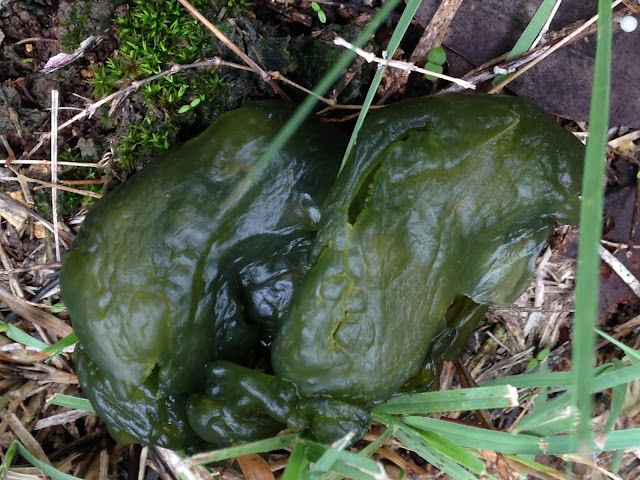 Window on a Texas Wildscape: What's that green slime?