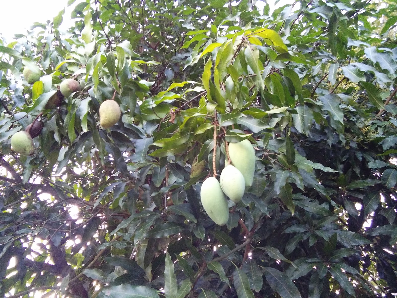 D' Qasih: mempelam sala / mango sala