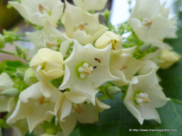 welcome to malacca unesco world heritage city: MELAKA STATE FLOWER