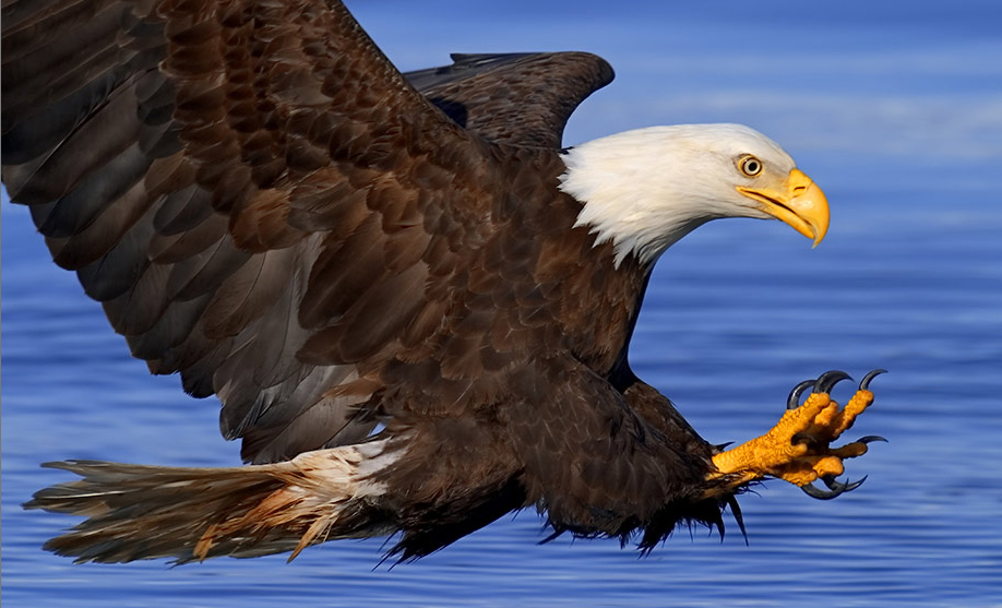 Imágenes De Aguilas