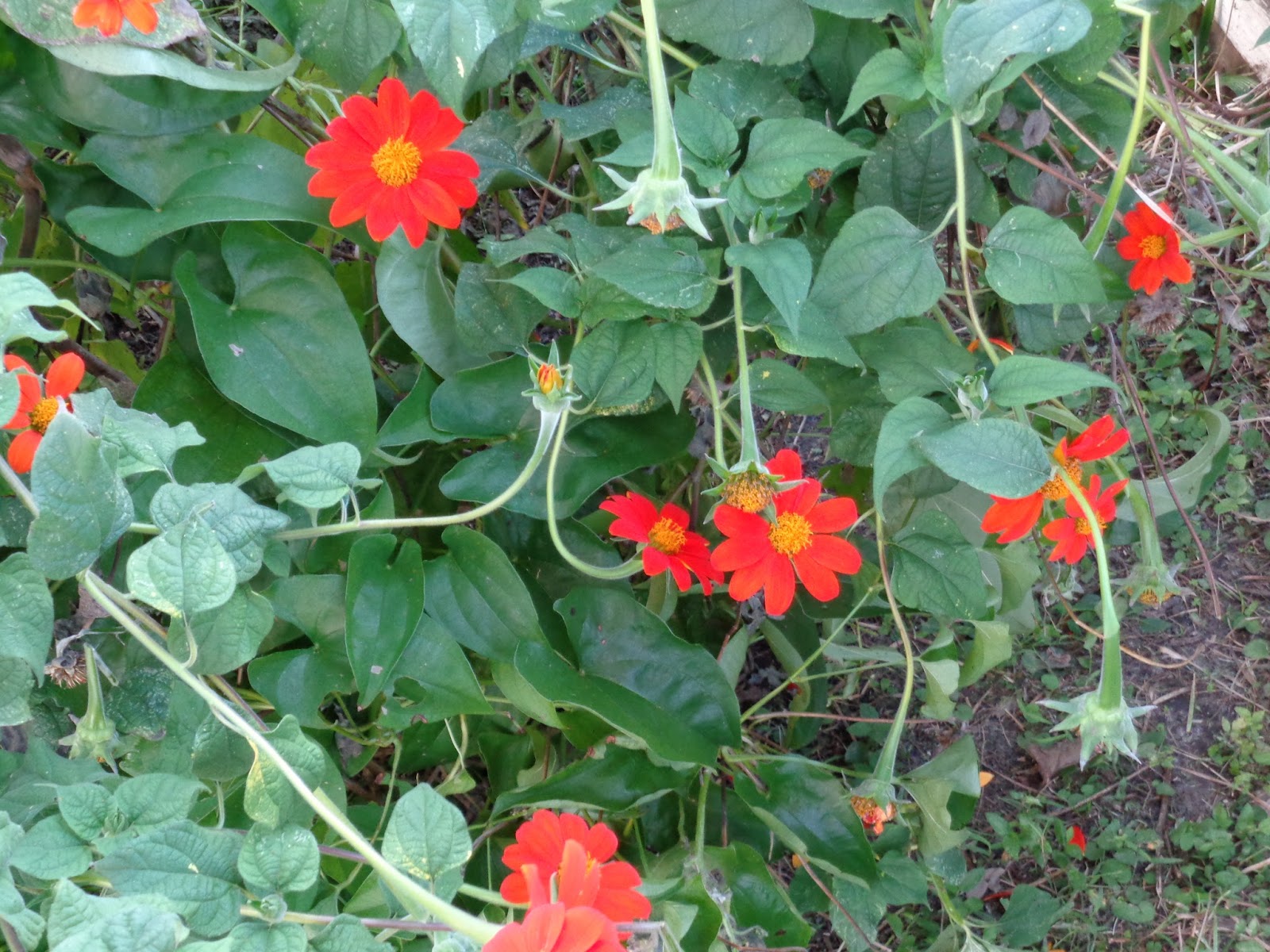 University of Florida/IFAS Charlotte County Extension: Top of the ...