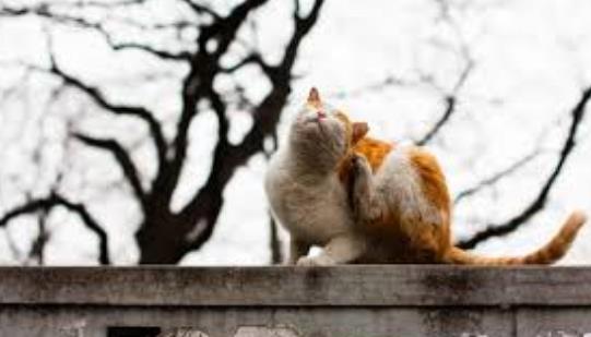 Kutu Pada Kucing - Gejala, Penyebab dan Cara Perawatan - KuPersia