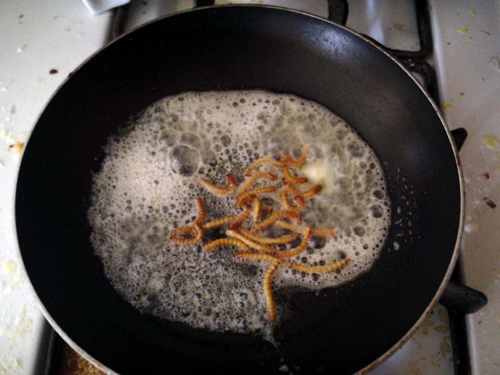 Fitzpatrick Farm: Raising Mealworms