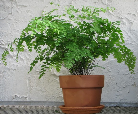 Acanthus and Acorn: Fabulous Ferns