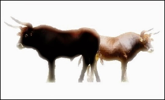 TIERRA SYLVANA: URO O TORO SALVAJE.