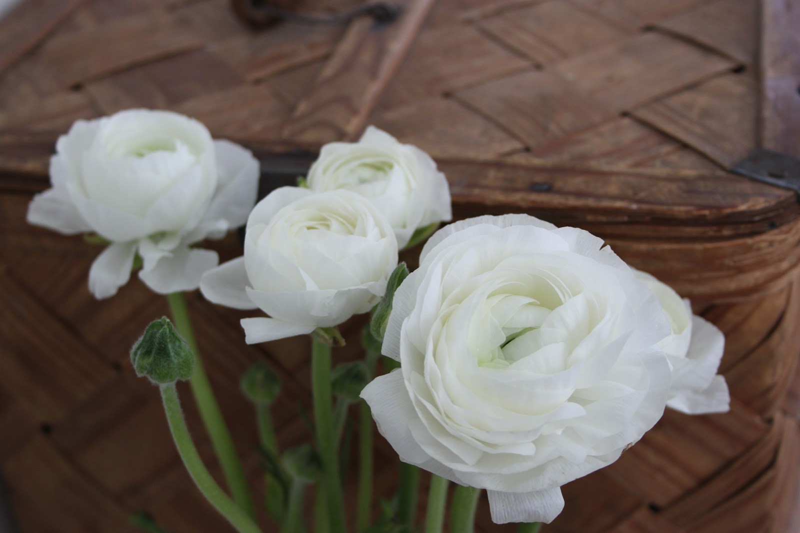 add: design / anna stenberg / lantligt på svanängen: Egna vita ranunkler