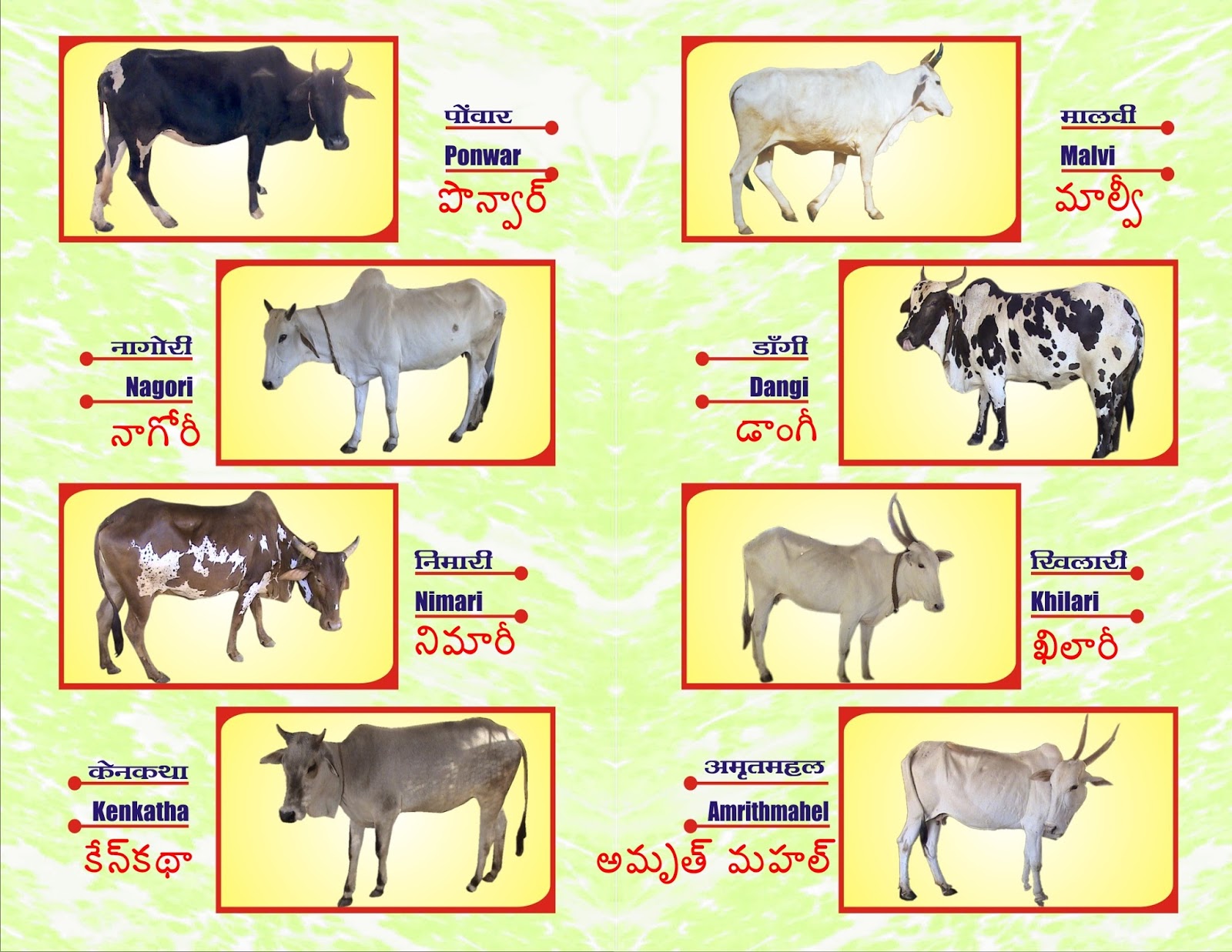 GOSEVA WORLD: List of Desi cows and Bulls/ox