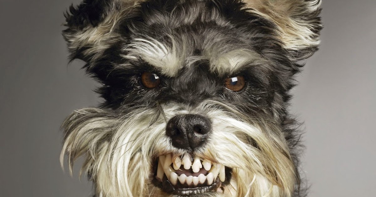 El Espejo Gótico: 5 mejores historias de terror de perros según Cujo