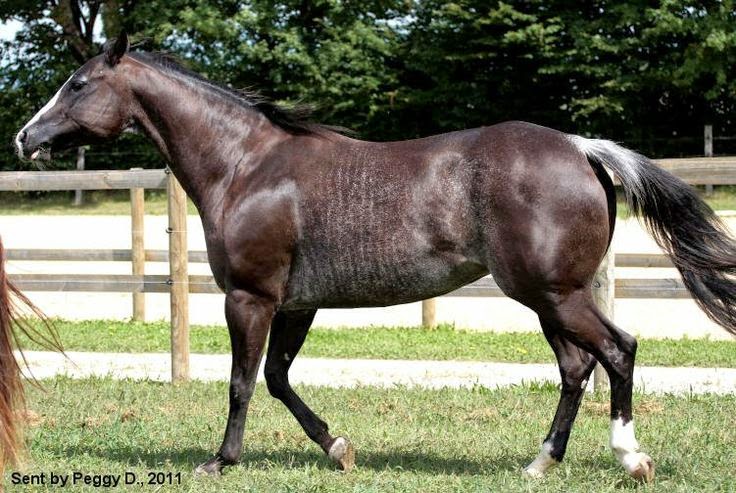 Hope and Horses: Horse Color Genetics: Rabicano