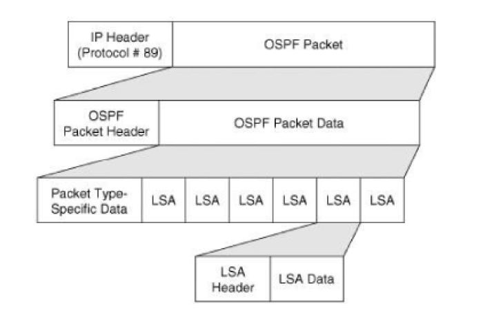 Routing Protocols: OSPF LSA and Packet Format