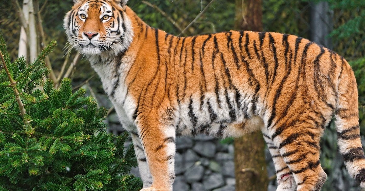 Trivia Animals: Ciekawostki o tygrysach