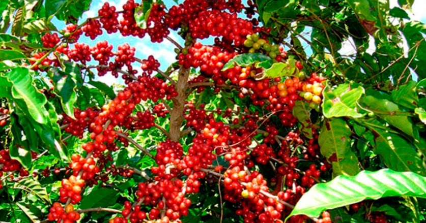 PLAAN : Cafeto . Coffea