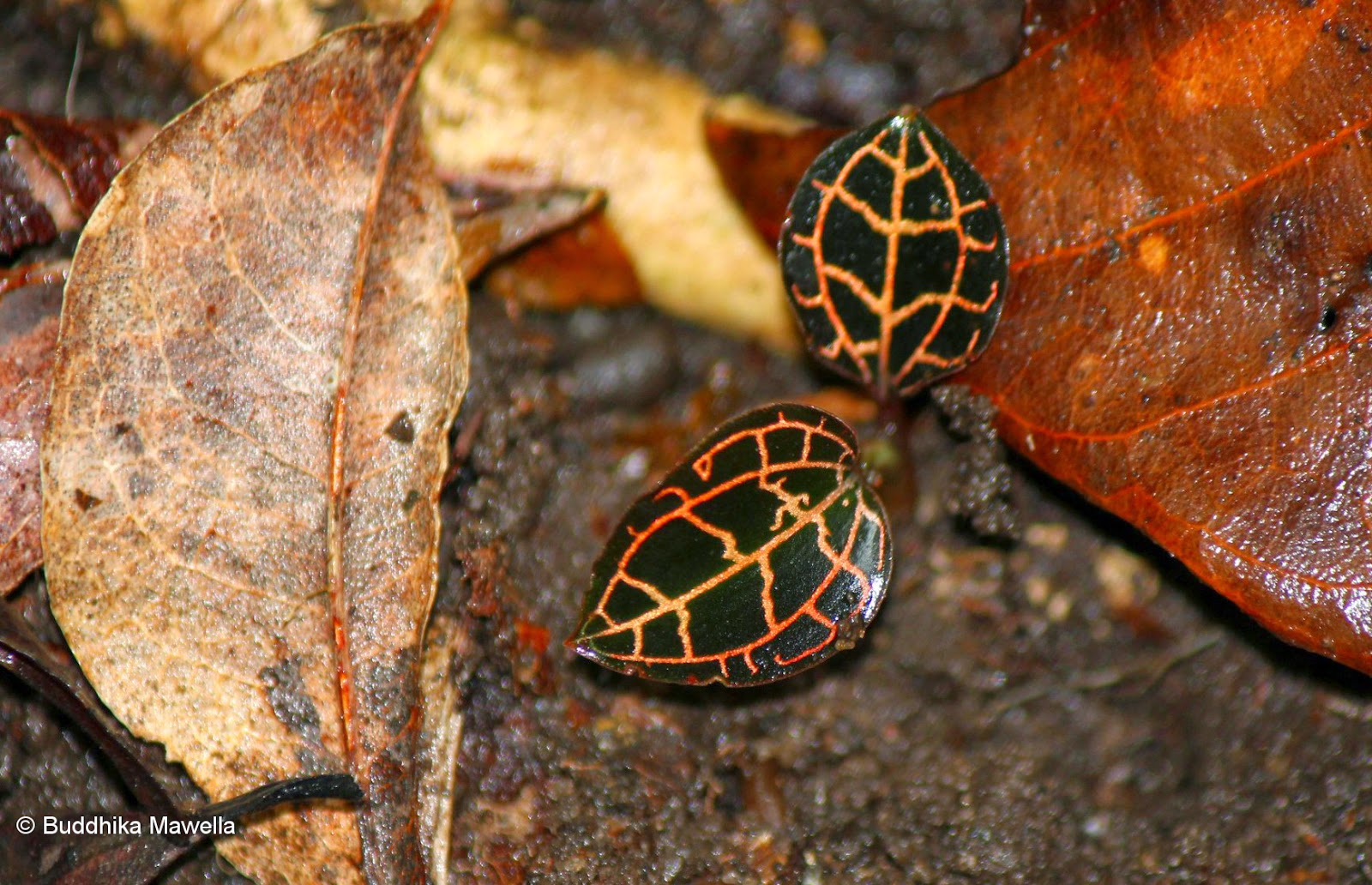 Lanka Nature Summary: Wanaraja - Anoectochilus regalis