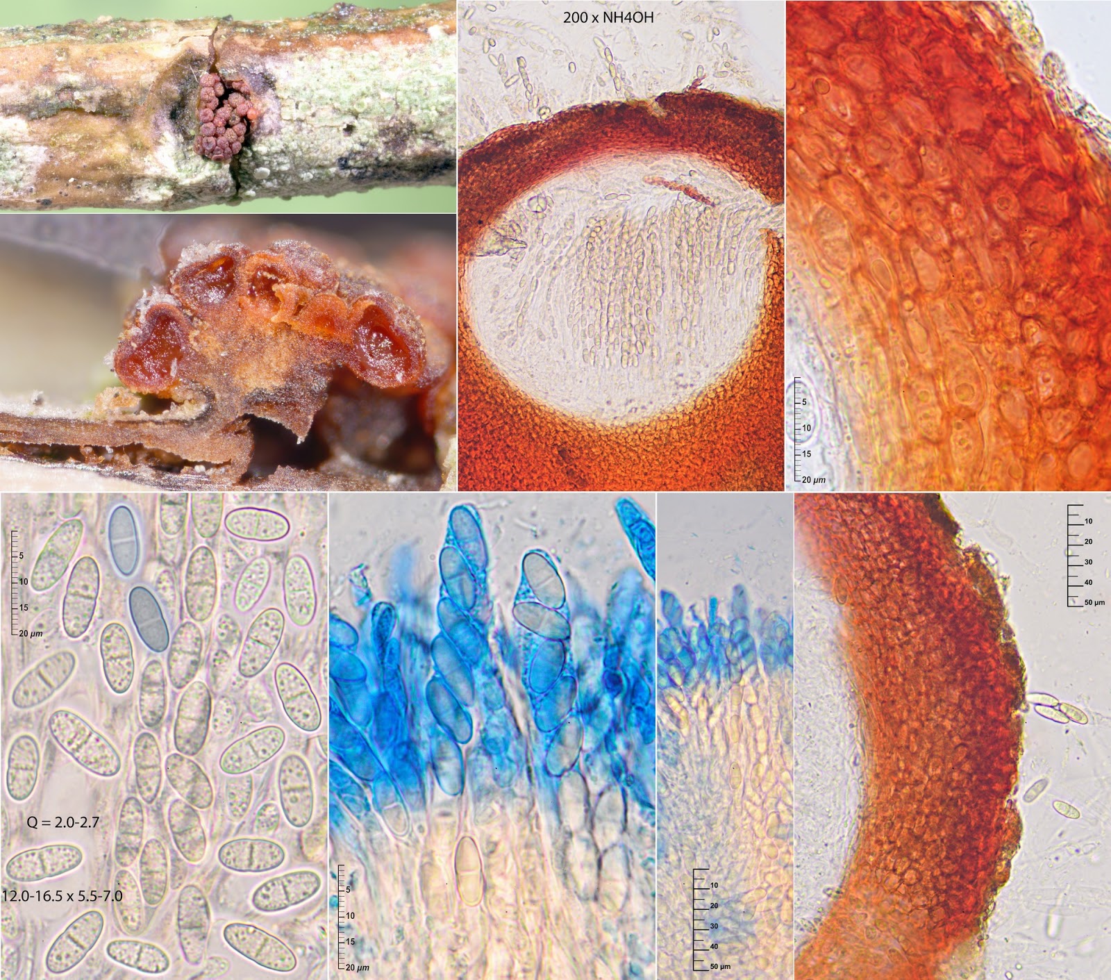 Thyronectria ilicicola (Hirooka, Rossman & P. Chaverri)