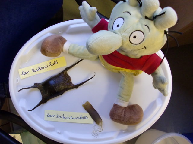 SEA LIFE Königswinter: 2012-01-22