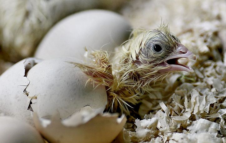 Blog de Arinda: BIOLOGÍA EN LA ESCUELA - LA REPRODUCCIÓN OVIPARA