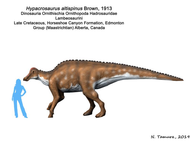Hypacrosaurus