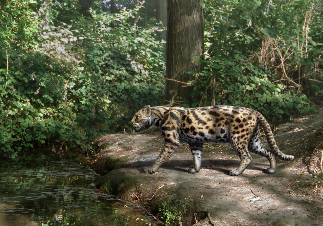 Mi blog: Galería de imágenes: Metailurus