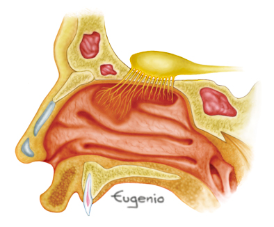 eufepru: Fosa nasal