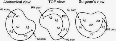 Siêu âm tim Sa van hai lá | Bác Sĩ Đa Khoa