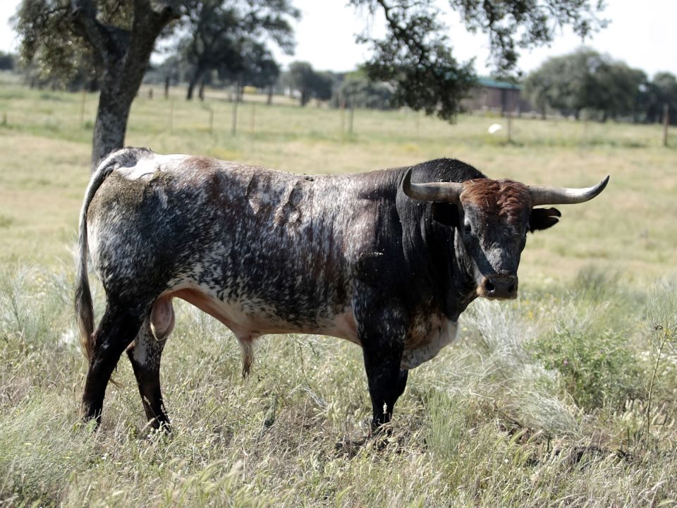 Toro, Torero y Afición: Las plazas en las que se lidiarán miuras esta ...