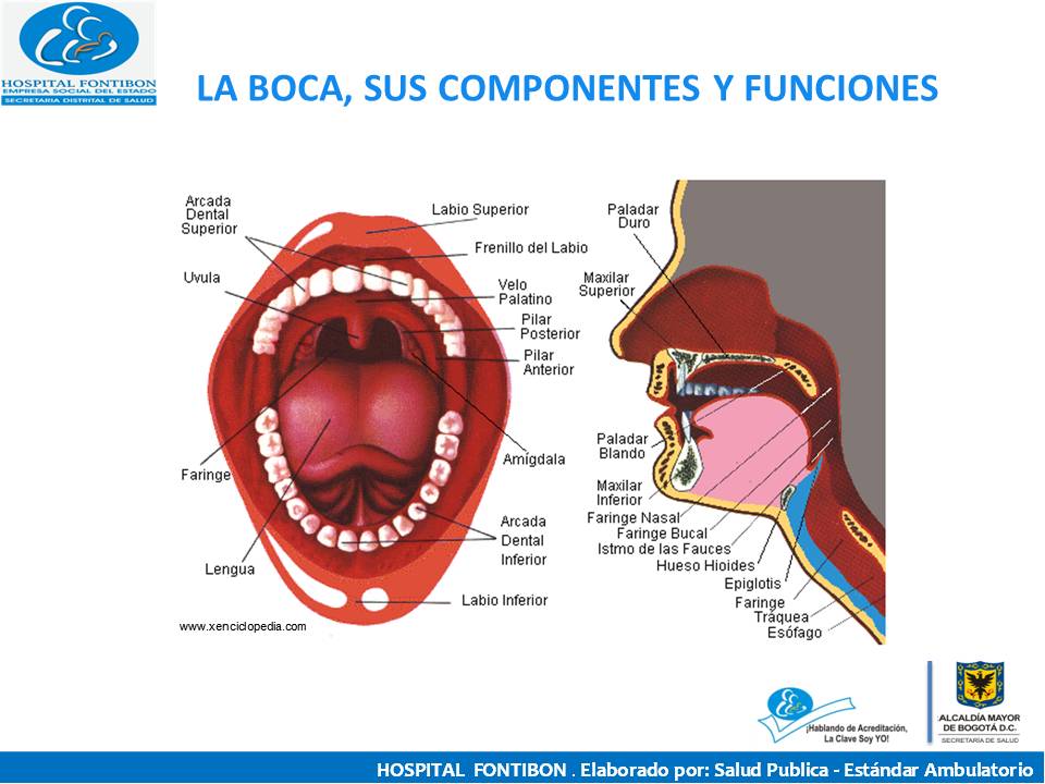 Ambito IPS: ROTAFOLIO DE SALUD ORAL