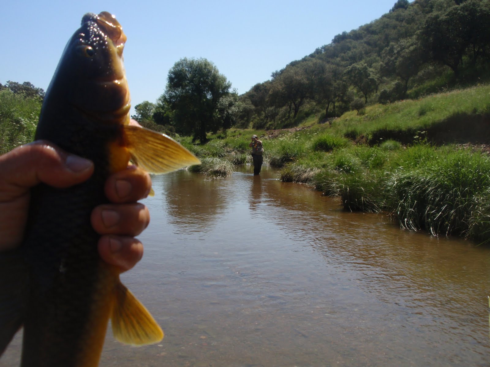 nosolomosca: Barbos Extremeños 2: El poder del barbo gitano