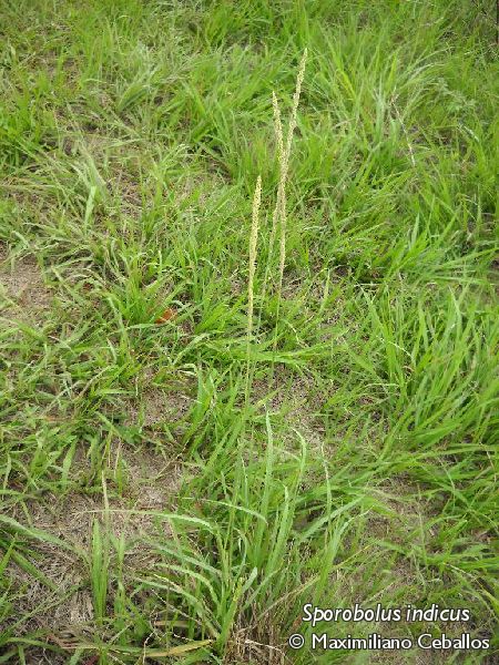 Argentina nativa: Pasto chaira (Sporobolus indicus)