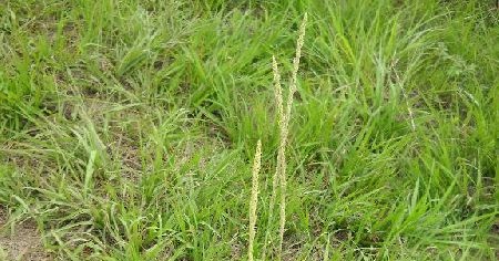 Argentina nativa: Pasto chaira (Sporobolus indicus)