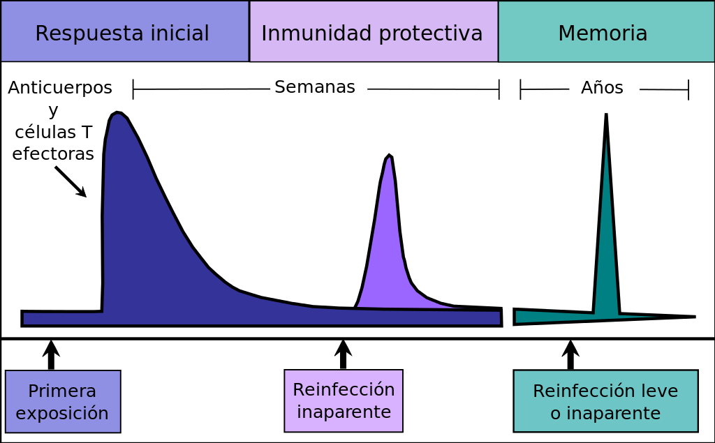 BIOLOGIA: Tipos De Inmunidad