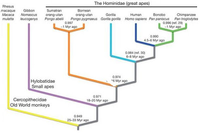 Sandwalk: Theme: Genomes & Junk DNA