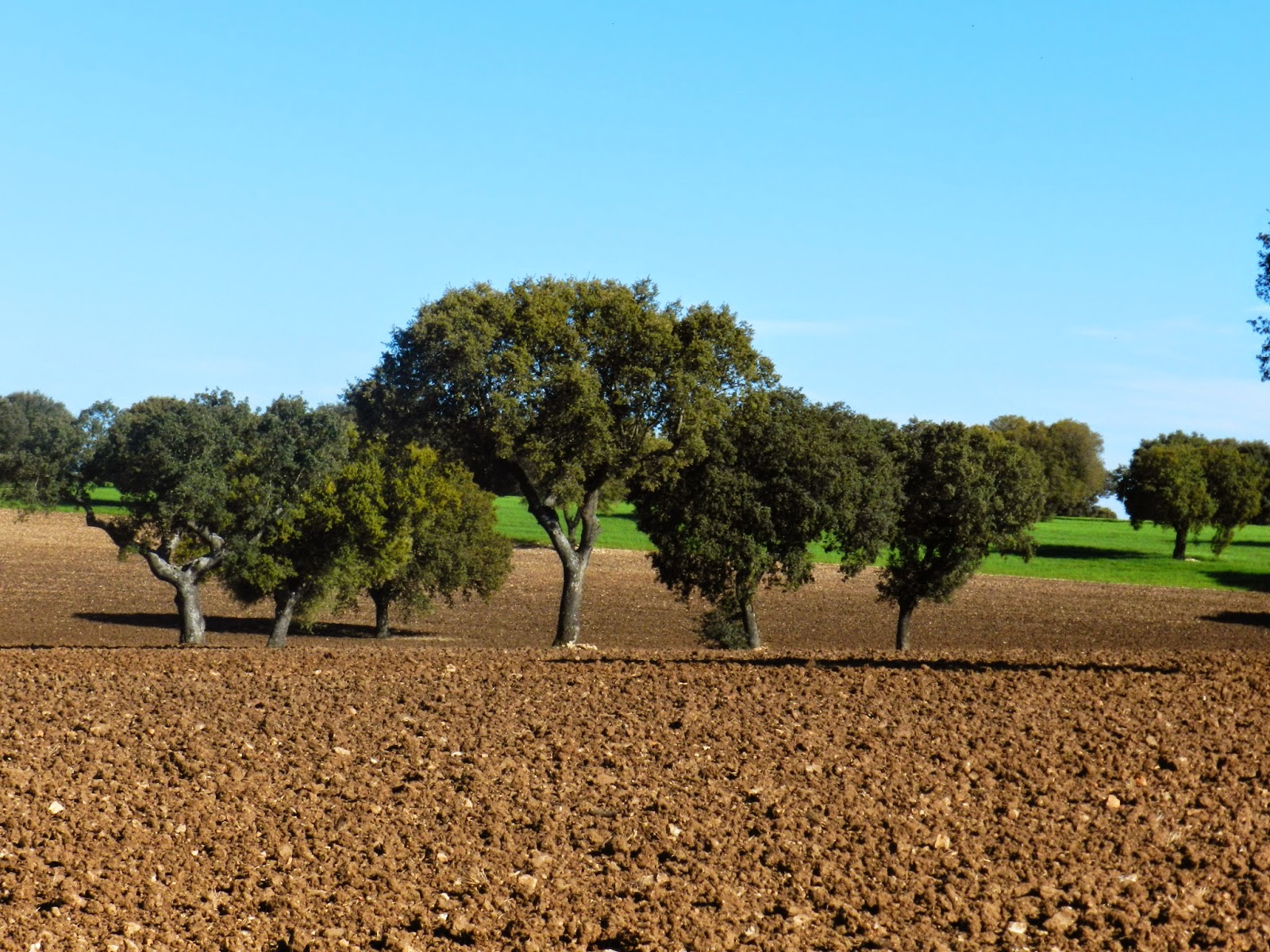 Recursos medioambientales: Bosques salmantinos: Encinar (parte II)