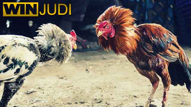 Permainan Judi Sabung Ayam S128 Bangkok Indonesia Online